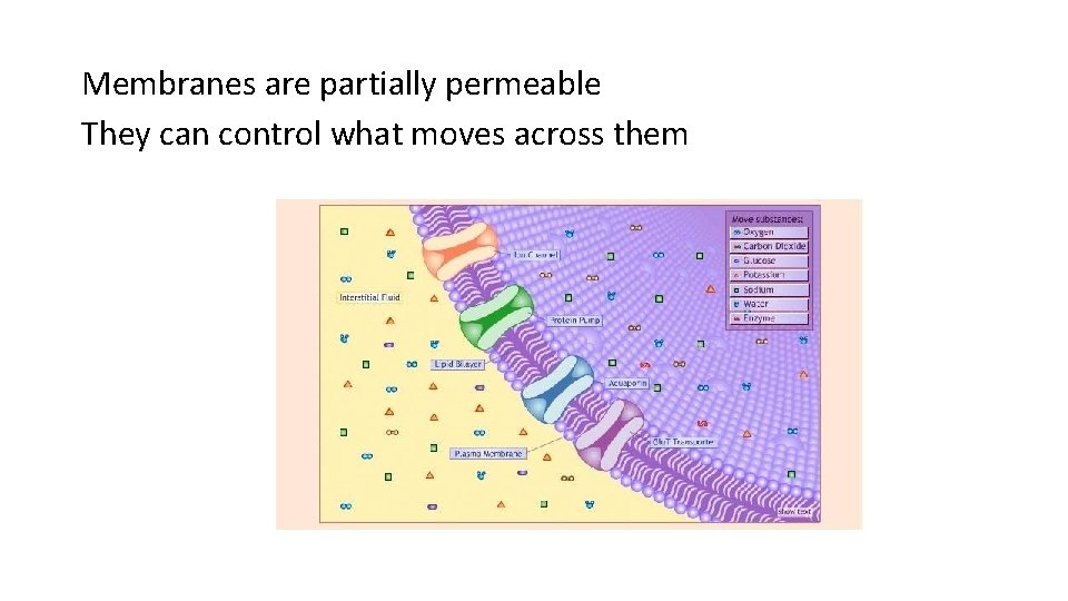 Chapter 4 Transport across cell membranes Sketch a