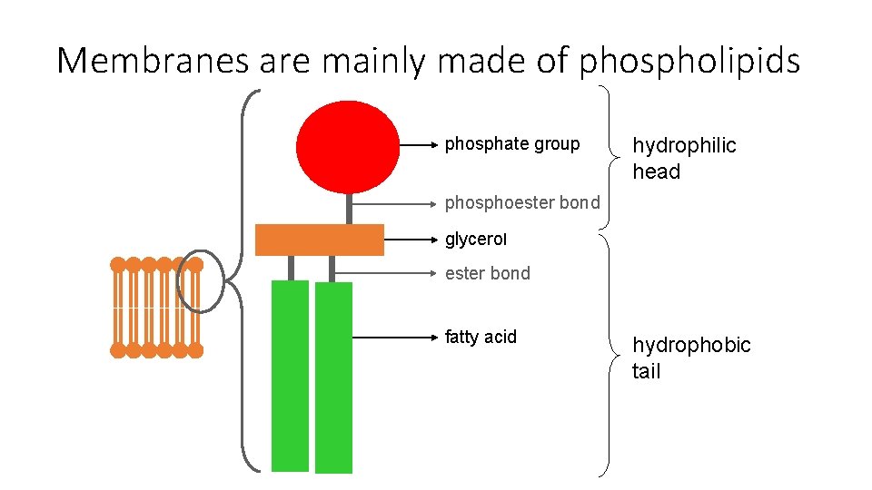 Chapter 4 Transport across cell membranes Sketch a