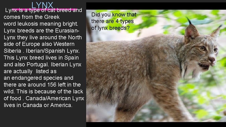 FACTS ABOUT BIG CATS BY LOLA Did you