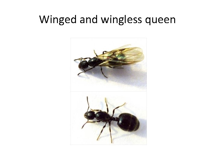 ANTS Kingdom Animalia Phylum Arthropoda Class Insecta Order