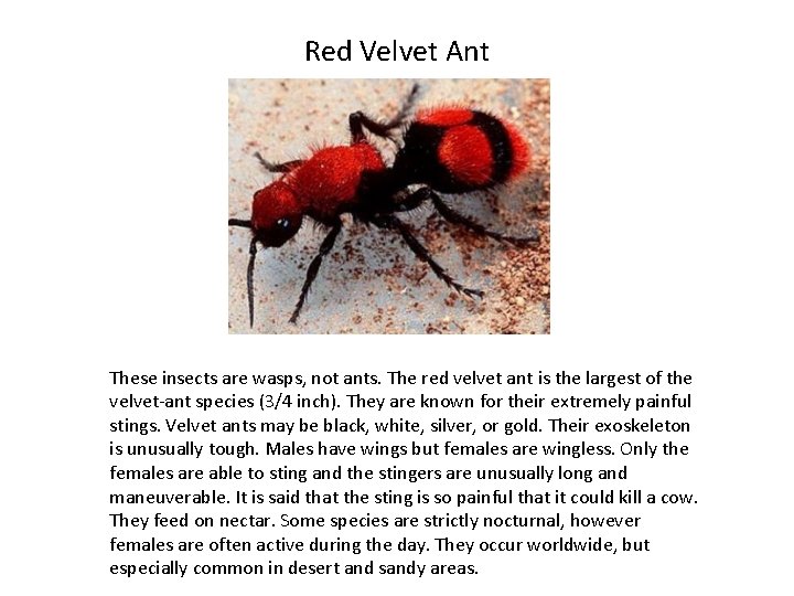 ANTS Kingdom Animalia Phylum Arthropoda Class Insecta Order