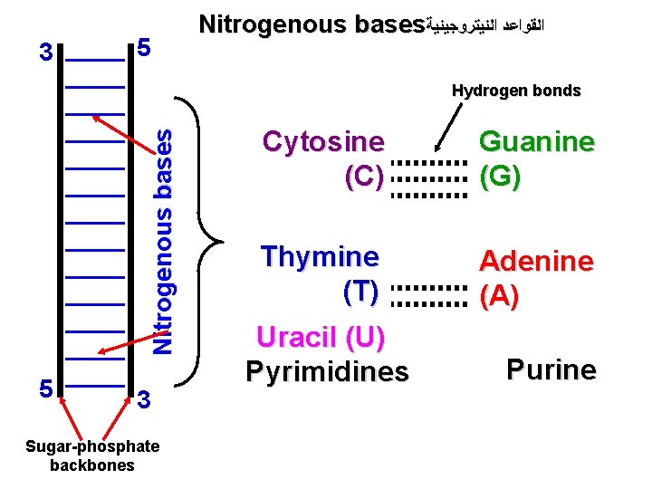 THE MOLECULE BASIS OF INHERITANCE Section A DNA