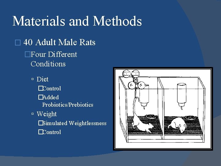 THE EFFECT OF DIETARY SYNBIOTICS ON BONE MASS