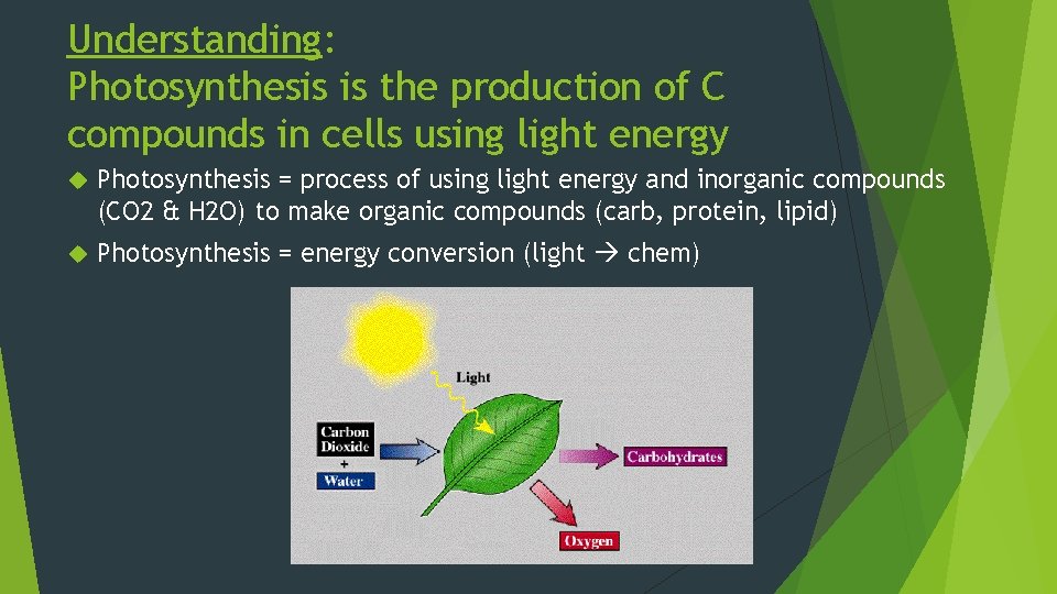 2 9 Photosynthesis Understanding Photosynthesis is the production