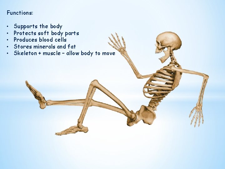 Functions Supports the body Protects soft body parts