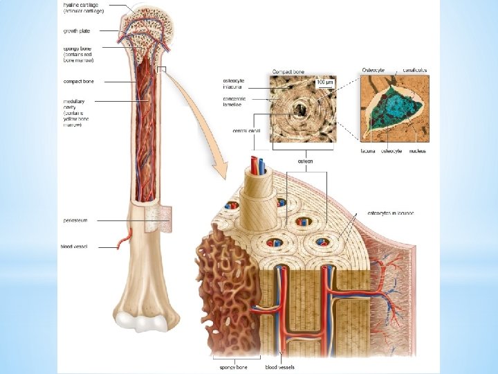 Functions Supports the body Protects soft body parts