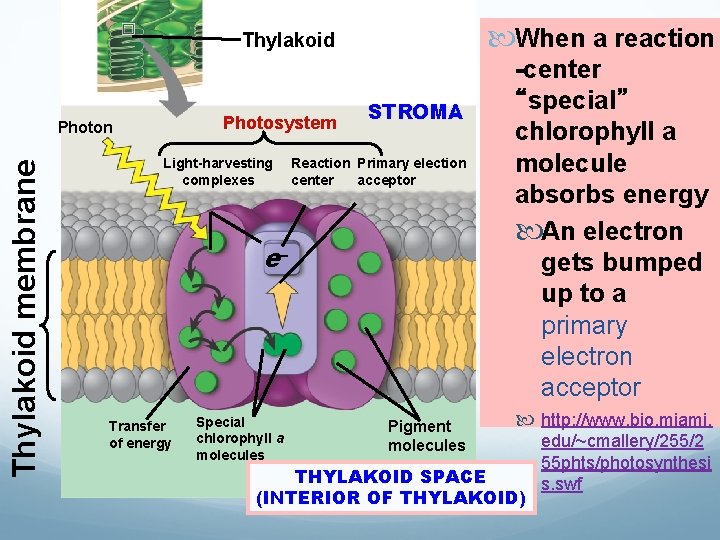 Chapter 10 Part 2 Photosystems Light Reactions AP