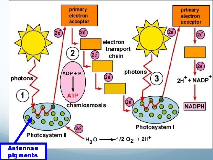 Chapter 10 Part 2 Photosystems Light Reactions AP