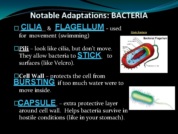 Biodiversity A Journey Through the Kingdoms Packet 3