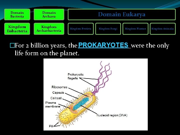 Biodiversity A Journey Through the Kingdoms Packet 3