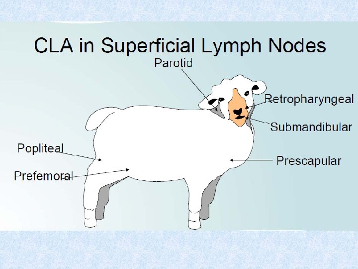 CASEOUS LYMPHADENITIS CLA Other names PSEUDOTUBERCULOSIS CHEESY GLANDS