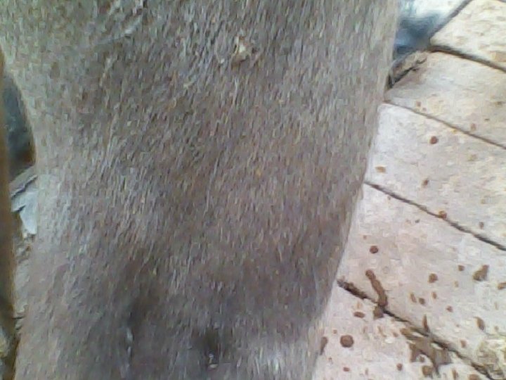 CASEOUS LYMPHADENITIS CLA Other names PSEUDOTUBERCULOSIS CHEESY GLANDS