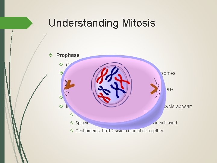 Written Response 9 Cell Cycle Handout Mitosis Foldable