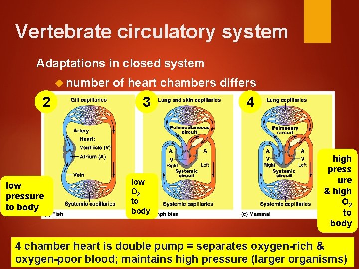 Transport in Mammals Ch 8 Extra C Bring