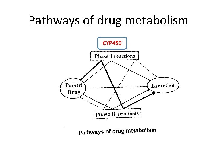 5 Pharmacogenetic interactions Pathways of drug metabolism CYP