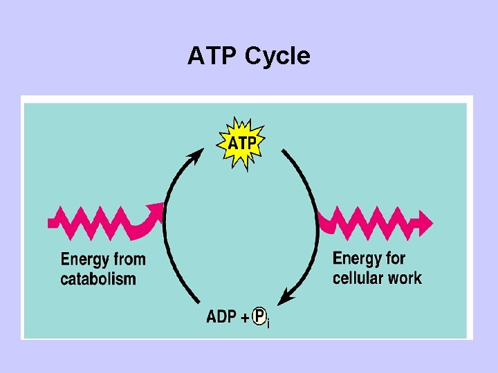 Chapter 8 An Introduction to Metabolism Metabolism Energy