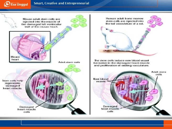 STEM CELL KULIAH 4 Sumber Stem Cell Adult