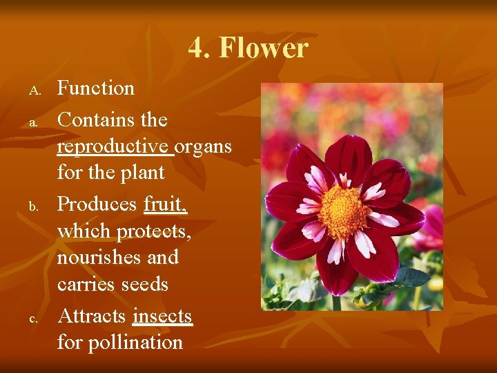 PLANTS The plant kingdom is divided into both