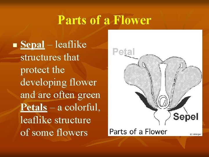 PLANTS The plant kingdom is divided into both