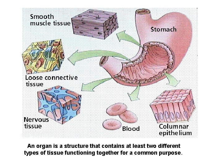 The organization of the human body All living