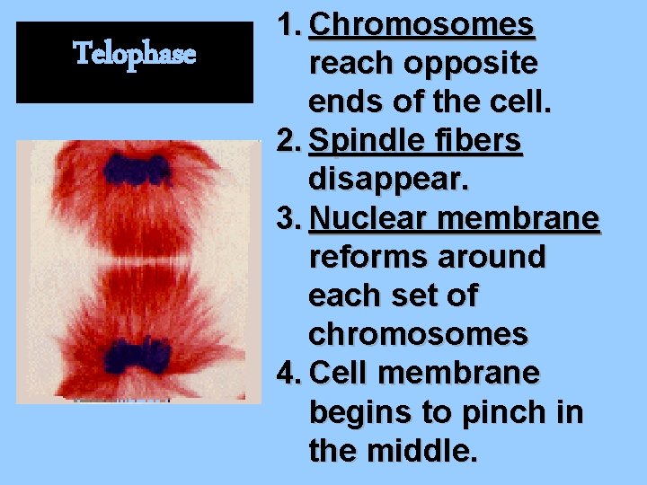 Cell Division Mitosis Notes Primary Learning Objective To