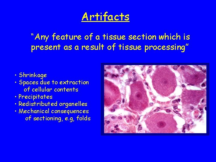 Histology Spring 2009 Faculty Dr John Bigbee Course