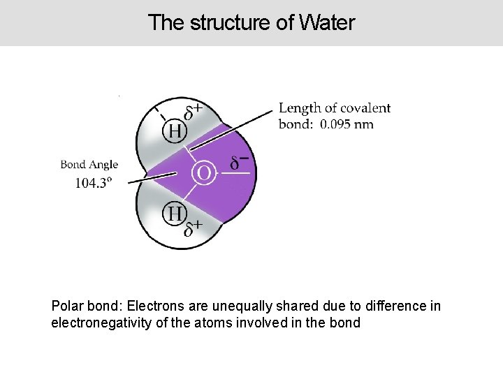 WATER THE SOLVENT FOR BIOCHEMICAL REACTIONS The structure