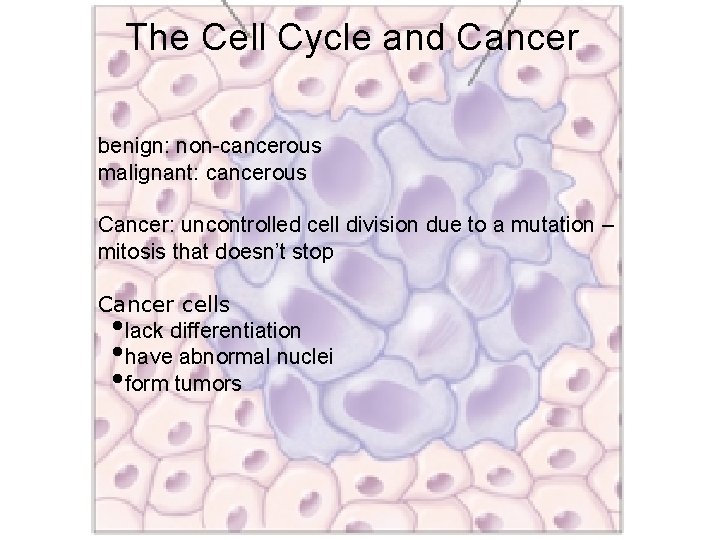 Cytokinesis In animal cells the cell membrane drawn