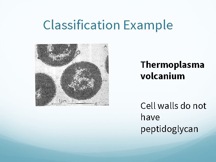 Classification Four Criteria to Distinguish Among Kingdoms Bell