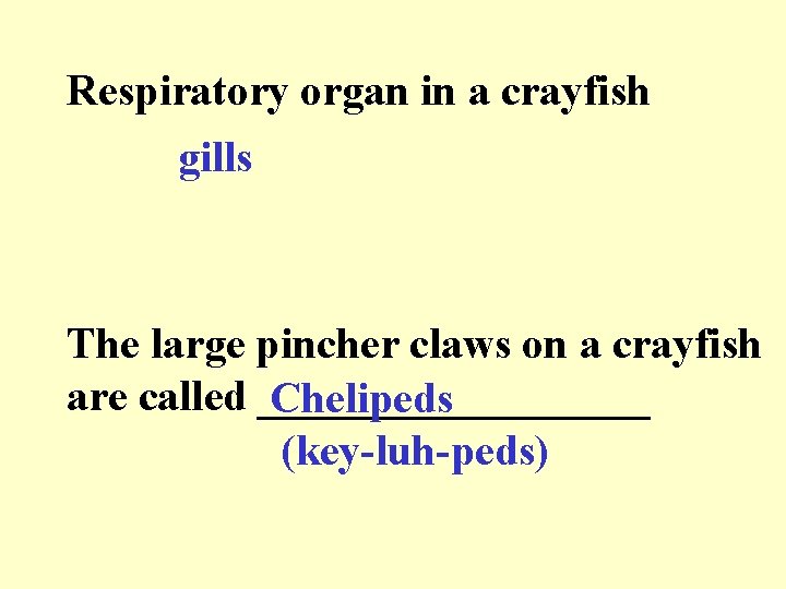 Arthropod Flip n go Kelly RiedellBrookings Biology Name