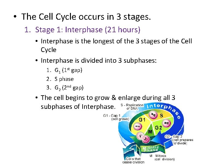 Cell Division The Cell Cycle Cell Cycle is