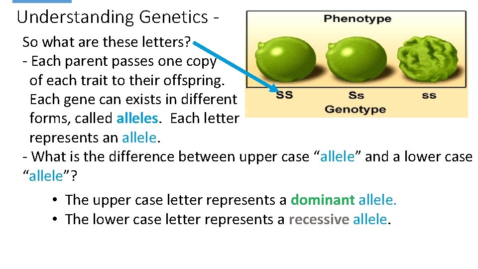 Mendelian Genetics Part 1 Lesson Number 2 Bell