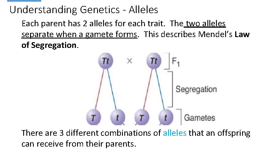 Mendelian Genetics Part 1 Lesson Number 2 Bell