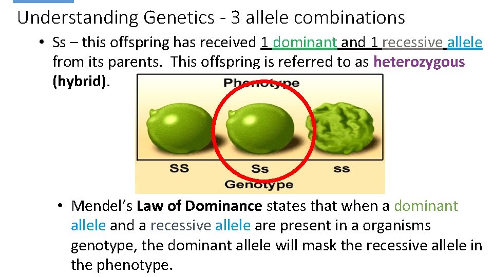 Mendelian Genetics Part 1 Lesson Number 2 Bell