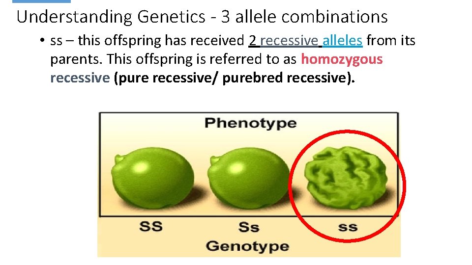 Mendelian Genetics Part 1 Lesson Number 2 Bell