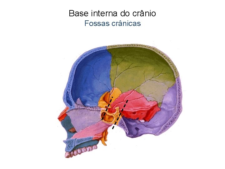 ANATOMIA TOPOGRFICA DA CABEA AULA 2 Principais orifcios