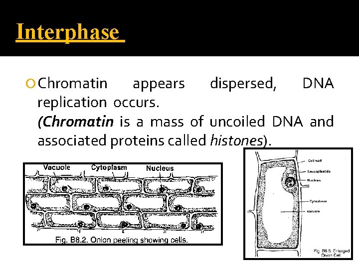 Practical Of Genetics BIOL 2121 Lab 2 Mitosis