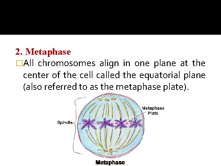 Practical Of Genetics BIOL 2121 Lab 2 Mitosis