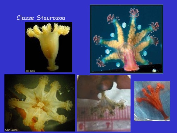 FILO CNIDARIA Diversidade e beleza QUE SO OS