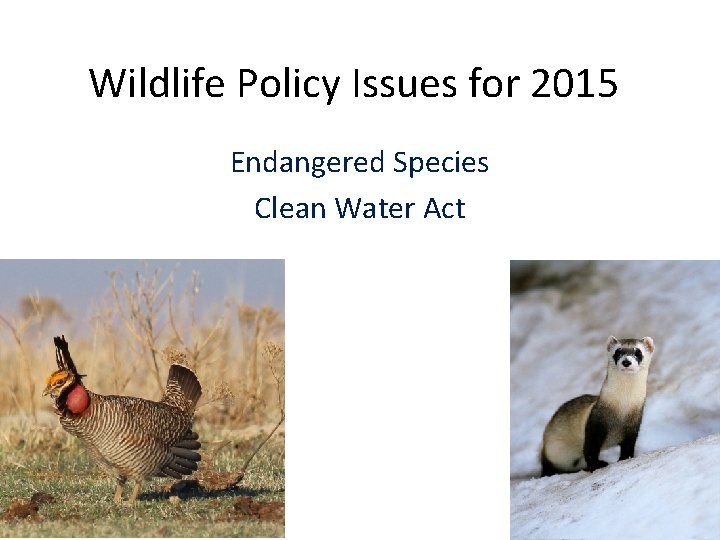 Wildlife Policy Issues for 2015 Endangered Species Clean