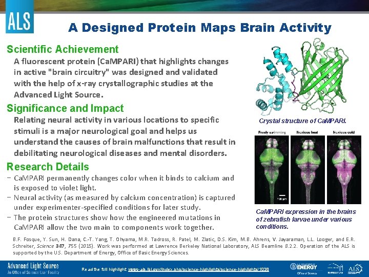 A Designed Protein Maps Brain Activity Scientific Achievement