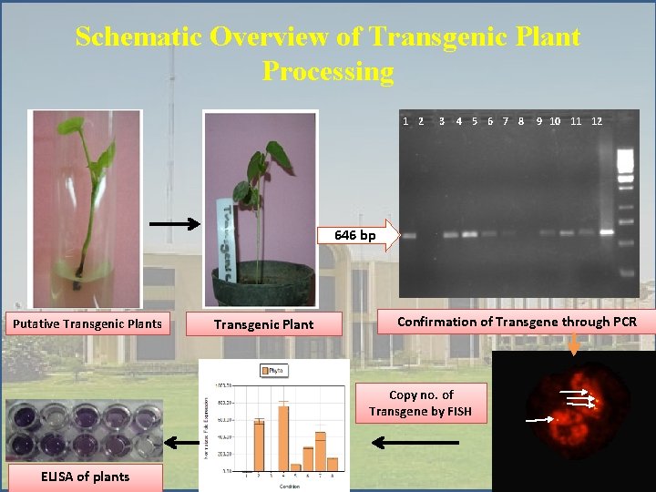 Genetic Modification of Cotton to Control Insects Weeds