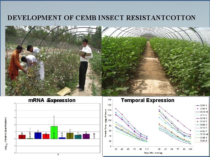Genetic Modification of Cotton to Control Insects Weeds