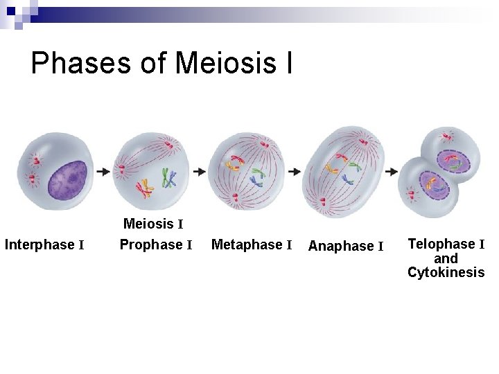 SEXUAL REPRODUCTION I Sexual Reproduction Meiosis A Why