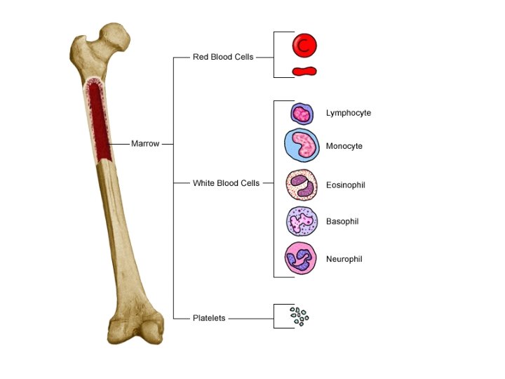 Bone Structure and Skeletal System Chapters 6 7