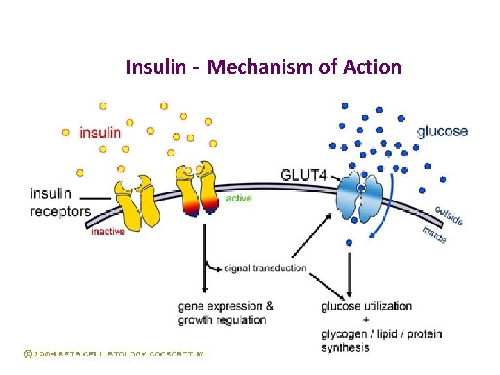 Diabetes Insulin and Hypoglycemic Agents Kurt Varner Ph