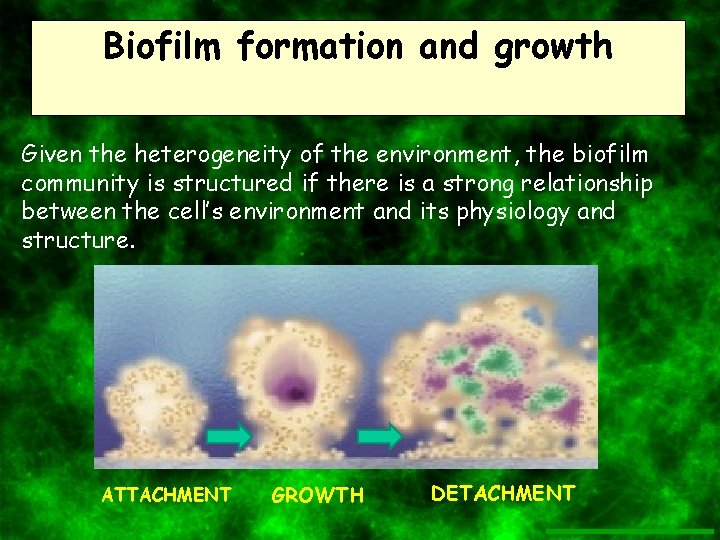 Biofilms Prepared by LIZA A VELASCO BSED3 What