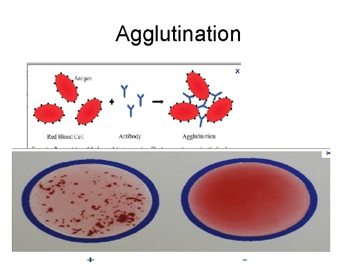 Blood as Evidence part 1 What do You
