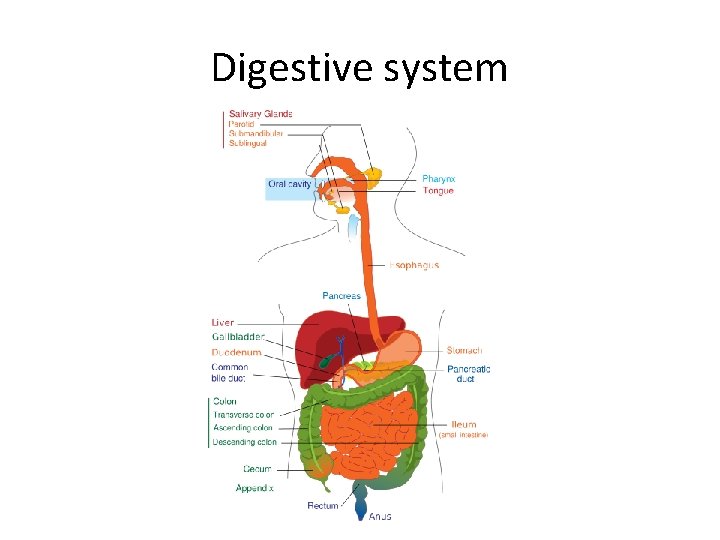 Digestion and Absorption Dr Gouree Francis MBBS objectives