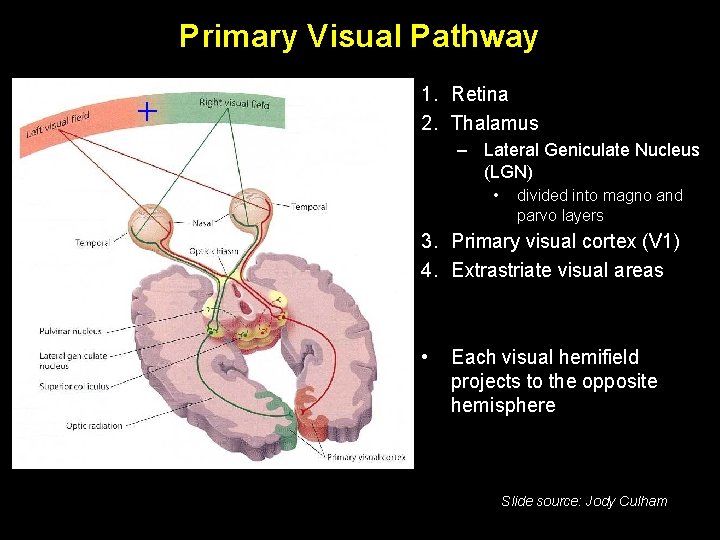 16 899 A Physiology contd Lavanya Sharan January